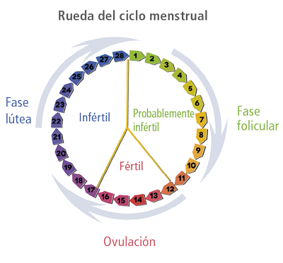 EL CICLO BIOLÓGICO HUMANO (es el conjunto de etapas por las que atraviesa…